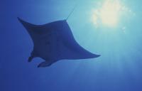 Blue Planet. Episode 3 : Open Ocean | Ann Arbor District Library