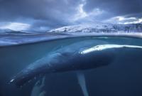 Blue Planet II. Episode 1 : One Ocean | Ann Arbor District Library